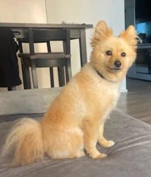 PAWS - based in Sydney, Australia rescuing dogs from Death Row in ...