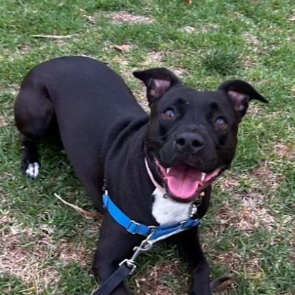 PAWS - based in Sydney, Australia rescuing dogs from Death Row in ...