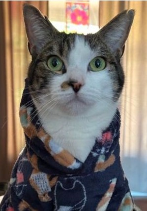 PAWS - based in Sydney, Australia rescuing dogs from Death Row in ...