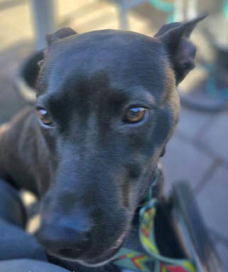 PAWS - based in Sydney, Australia rescuing dogs from Death Row in ...