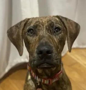 PAWS - based in Sydney, Australia rescuing dogs from Death Row in ...