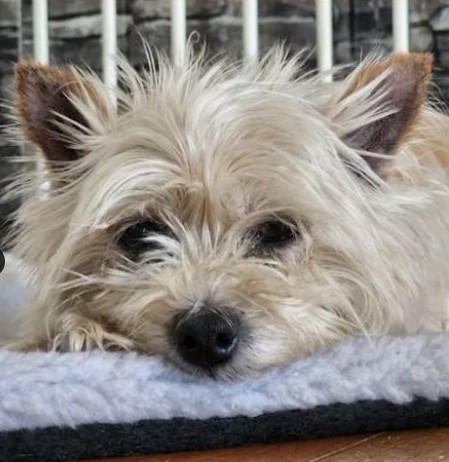 PAWS - based in Sydney, Australia rescuing dogs from Death Row in ...