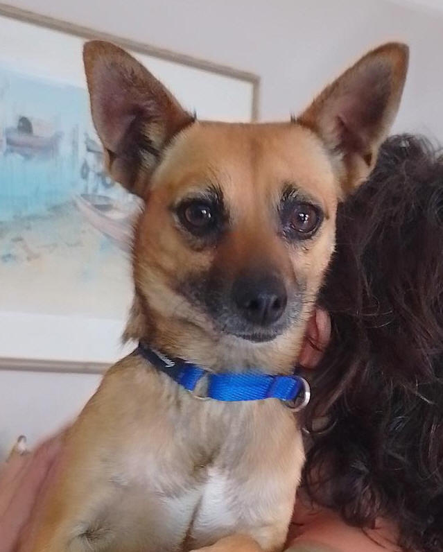 PAWS - based in Sydney, Australia rescuing dogs from Death Row in ...