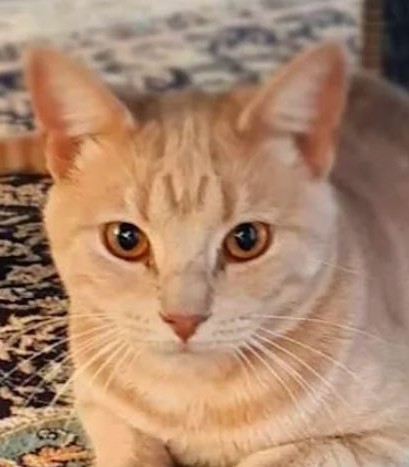 PAWS - based in Sydney, Australia rescuing dogs from Death Row in ...