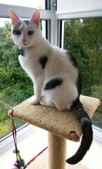 PAWS - based in Sydney, Australia rescuing dogs from Death Row in ...