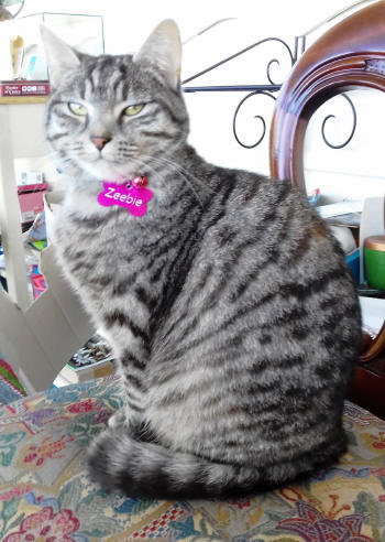 PAWS - based in Sydney, Australia rescuing dogs from Death Row in ...